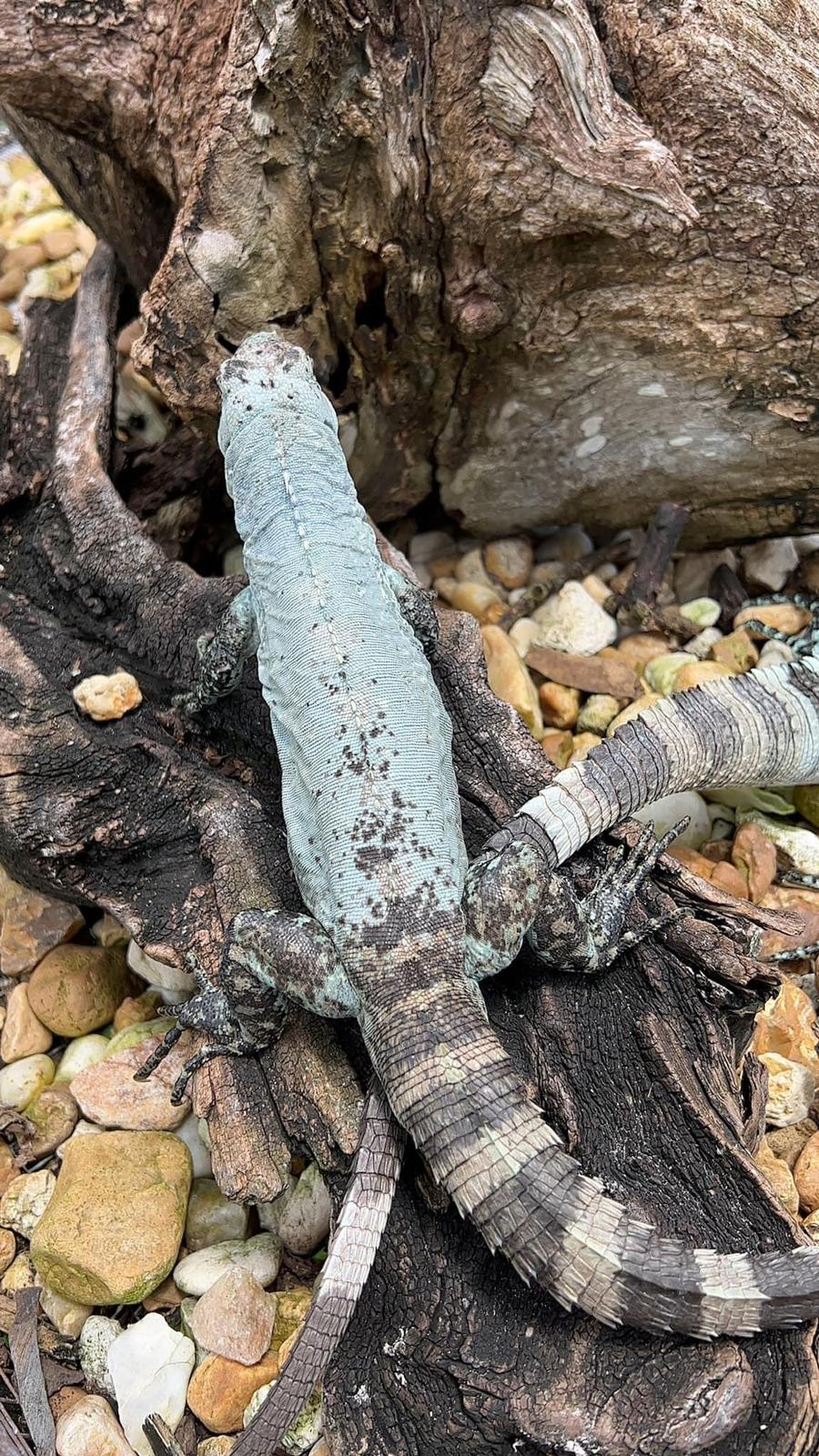 Bakeri Spiny tail iguana (C. Bakeri) – Jacob Feder