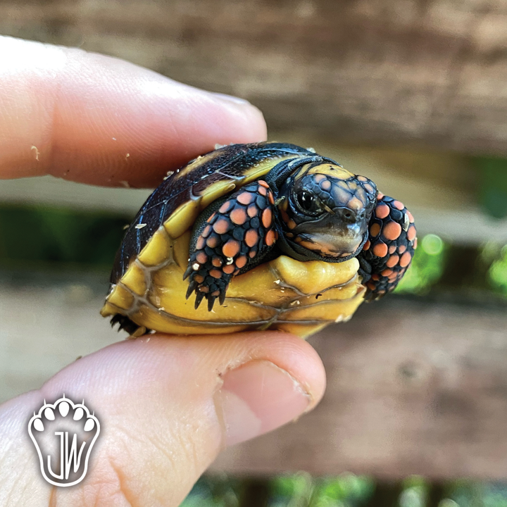 Animals – Jacob Feder